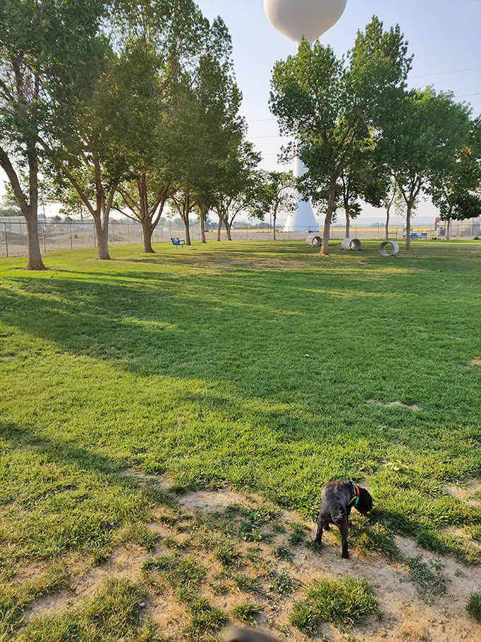 Wiggly Field Dog Park: where local pups hold their own version of Wyoming town meetings under the watchful eye of that iconic water tower.