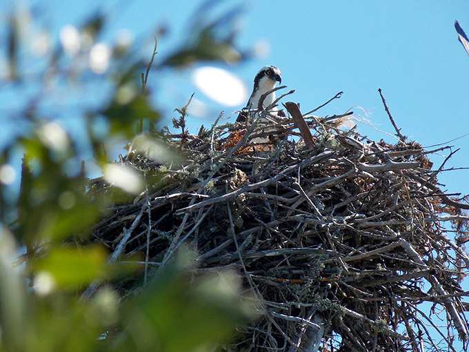 An osprey tends its impressive nest, proving Florida real estate isn't just coveted by snowbirds. Prime waterfront property with panoramic fishing access!