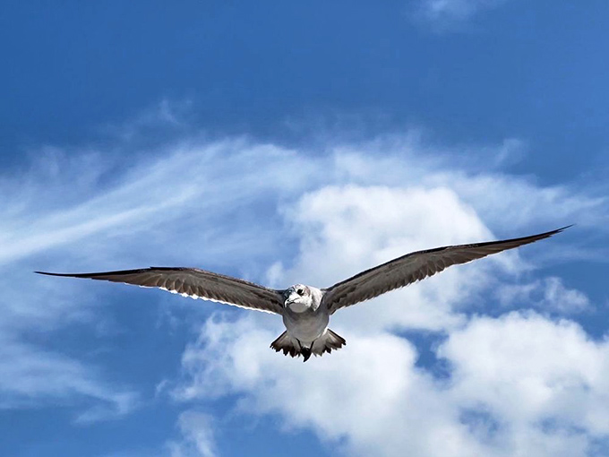 Nature's perfect glider soars above Cocoa Beach, scanning for snacks. These coastal residents provide free aerial shows daily, no tickets required.