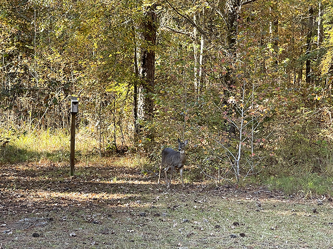 "Excuse me, just passing through." Wildlife sightings at Lake Lowndes turn ordinary walks into National Geographic moments.
