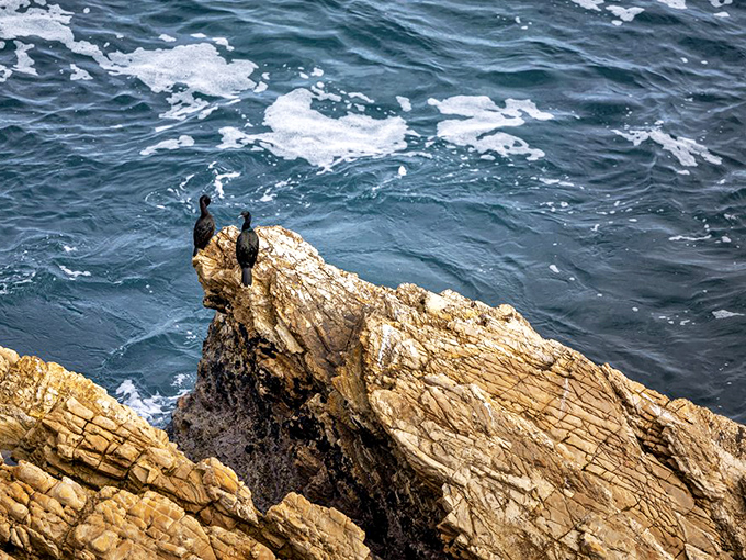 Bird meeting in progress&mdash;no humans allowed. These cormorants have claimed prime coastal real estate and are clearly discussing the outrageous property taxes.