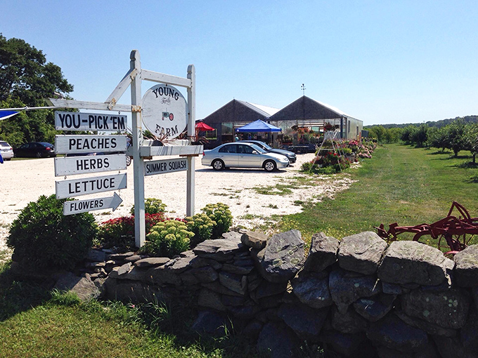 Young Family Farm's charming roadside sign promises agricultural treasures beyond the stone wall. Those "You-Pick" peaches might just ruin supermarket fruit for you forever.