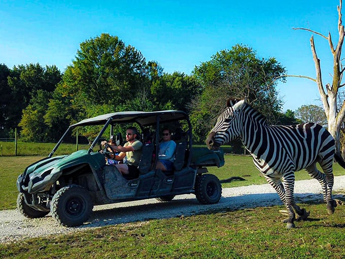 At Arcola's exotic animal experience, zebras have the right of way, and your safari vehicle is decidedly less glamorous.