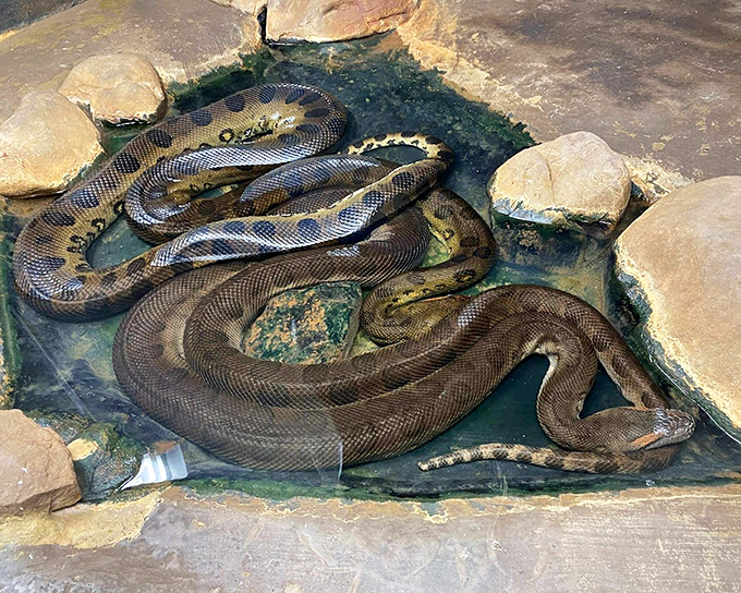 Snake yoga, advanced level. This massive anaconda demonstrates impressive flexibility while lounging in its habitat, a reminder that nature's engineers perfected the no-limbs lifestyle millions of years ago.