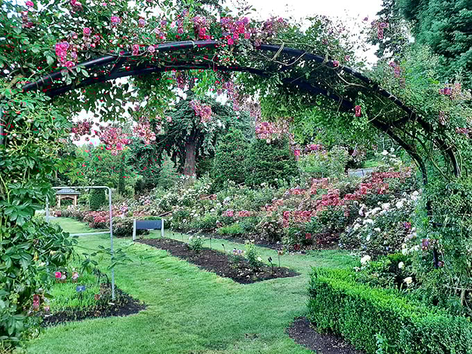 Garden architecture at its most romantic. Walking under this rose-covered archway feels like stepping into a scene from "The Secret Garden."
