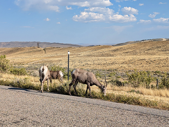 Local residents who don't pay taxes but contribute immensely to the scenery. These bighorn sheep are the true owners of this landscape.