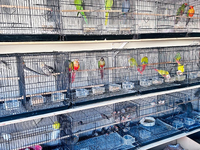 Feathered friends in their temporary high-rises, chirping away as if saying, "Take me home, I promise to be louder than your alarm clock!"