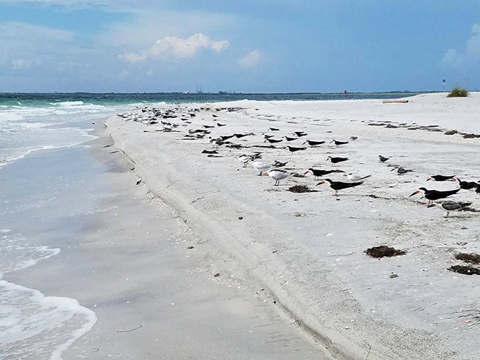 Nature's most punctual committee meeting in session. These shorebirds gather daily to discuss important matters like "who found the best fish" and "humans are weird."