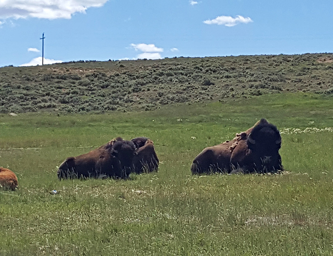 These magnificent bison are essentially Wyoming's unofficial welcoming committee, lounging in the grass like they own the place (they do).