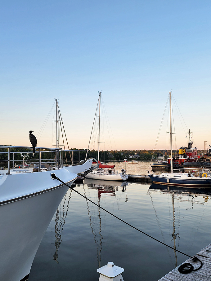 Harbor twilight paints everything golden, while patient herons wait for their dinner just like everyone else.