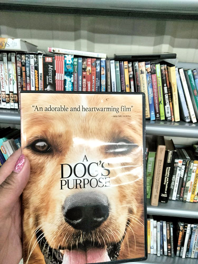 DVD heaven for movie buffs! That heartwarming film about man's best friend sits among forgotten blockbusters, waiting to be rediscovered for pocket change.