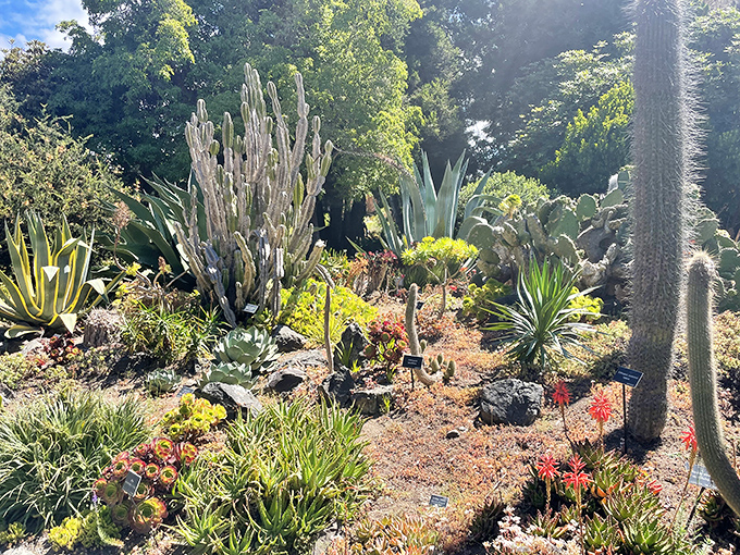 Succulents strutting their stuff like botanical bodybuilders &ndash; all muscle, no fuss, pure architectural drama.