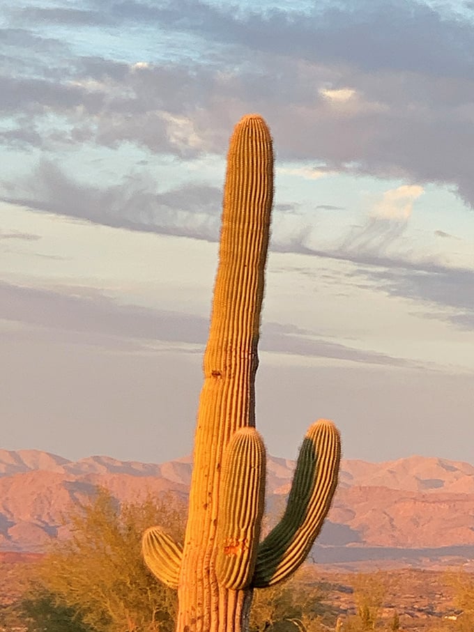 The saguaro stands tall, catching golden hour like it's auditioning for a desert documentary. Arizona's iconic sentinel watching over its domain.