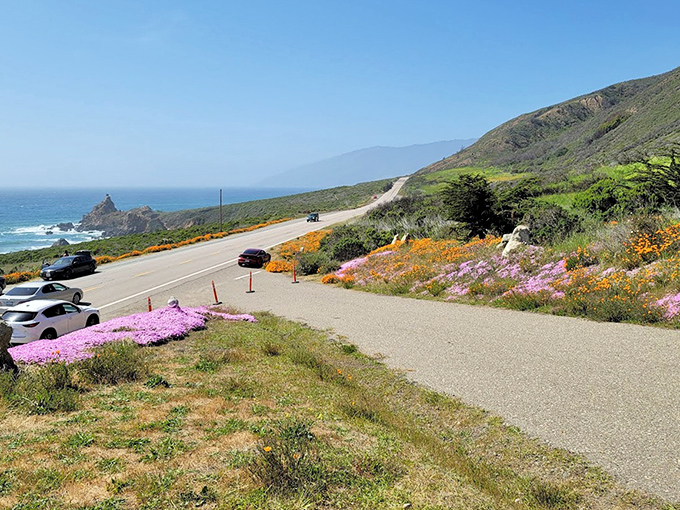 Highway 1's dramatic coastal curves, where wildflowers provide the perfect excuse to pull over and pretend you're stopping "just for the view."