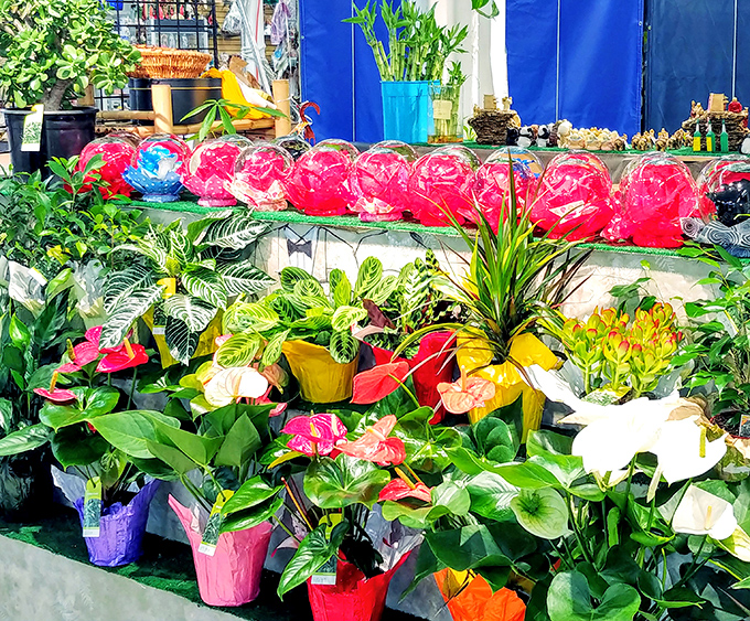 A botanical explosion that would make your garden-obsessed neighbor weep with envy. These vibrant plants bring the outdoors in, no green thumb required.