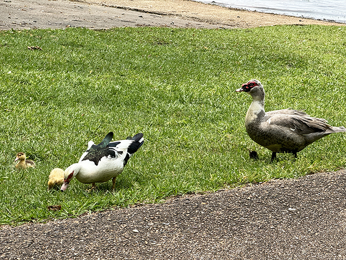Local waterfowl welcoming committee in full formation. These feathered residents don't charge for guided tours, but bread crumbs are always appreciated.