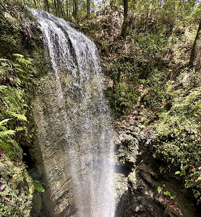 Florida's tallest waterfall puts on a spectacular show, tumbling 73 feet into a limestone sinkhole like nature's version of a magic trick.