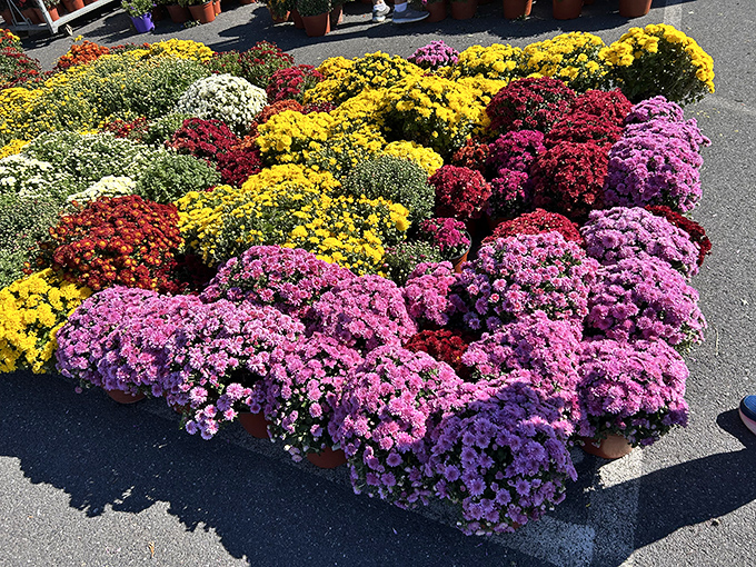 A flower explosion that puts your neighbor's "garden of the month" to absolute shame. Mother Nature showing off like she's auditioning for something.
