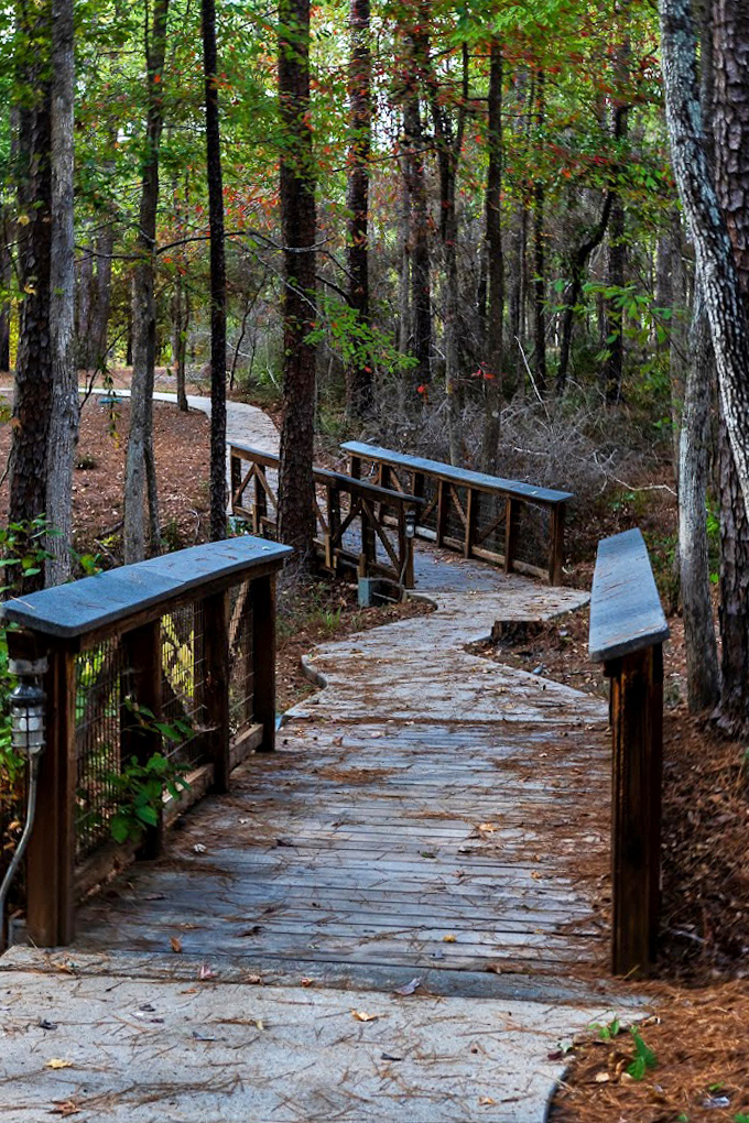 This winding boardwalk whispers promises of adventure with every step. Handrails optional, memorable moments guaranteed.