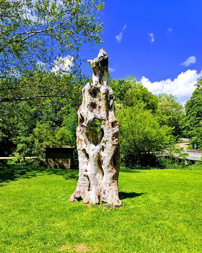 Mother Nature's sculpture garden: this weathered tree trunk stands like a sentinel, telling stories of storms weathered and seasons passed.