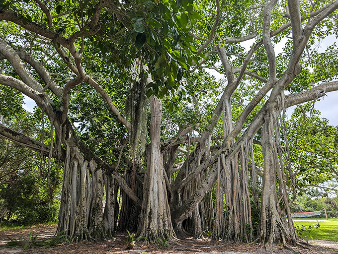 This magnificent banyan tree, nature's own cathedral, has witnessed decades of visitors seeking shade beneath its sprawling aerial roots.