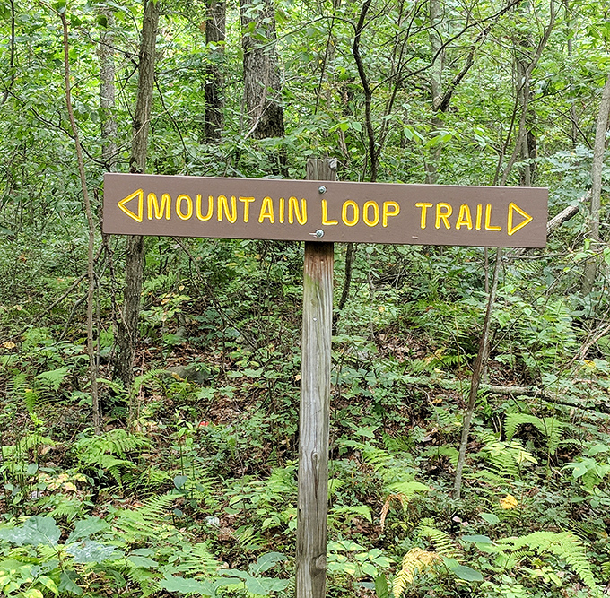 The Mountain Loop Trail sign stands like a friendly invitation to adventure. Choose your own outdoor story &ndash; no in-app purchases required.