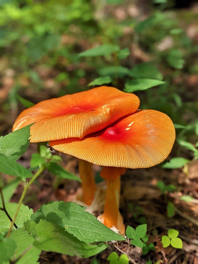 These vibrant orange mushrooms aren't auditioning for a Wes Anderson film&mdash;they're part of the park's incredible biodiversity that changes with each season.