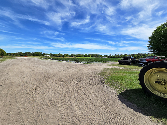 Wide open skies and fertile fields&mdash;this is where strawberry dreams begin, under Florida's impossibly blue canvas.