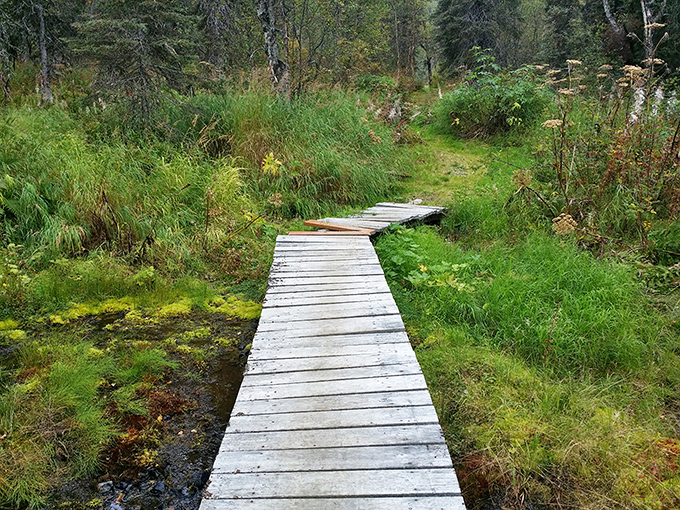 The humble boardwalk that whispers, "Follow me into the wild." More exclusive than any red carpet in Hollywood, this path leads to nature's VIP section.
