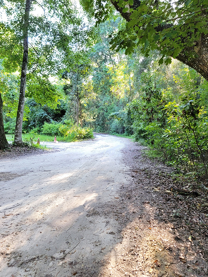 Where dirt paths become portals to adventure. This shaded trail at Ichetucknee whispers promises of hidden natural treasures just around the bend.
