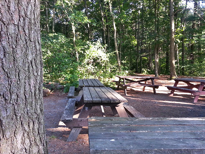 These weathered picnic tables have hosted countless family stories, from first birthday cakes to retirement celebrations &ndash; if only wood could talk.
