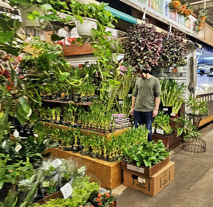 A jungle of houseplants waiting to transform your home from "lived in" to "lush oasis." Your windowsill is practically begging you.