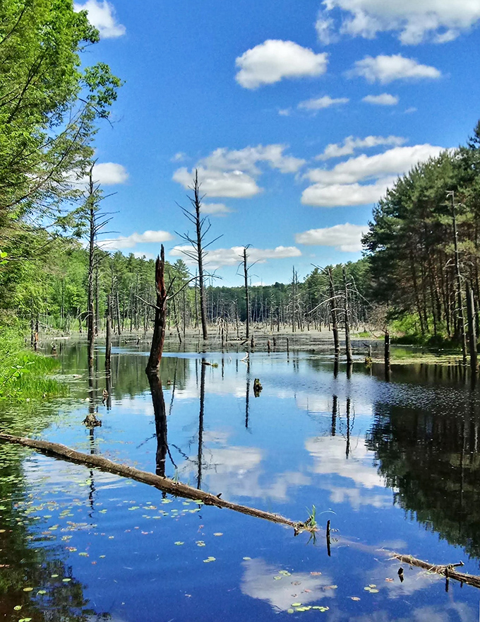 This serene pond offers mirror-perfect reflections and zero entrance fees—nature's original streaming service, no subscription required.