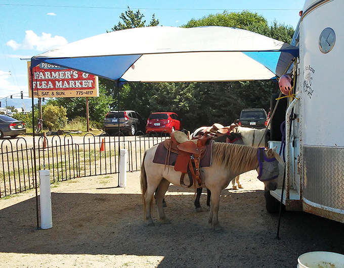 Giddy-up and shop! Nothing says "authentic Western experience" like a pony waiting patiently while you haggle over turquoise.