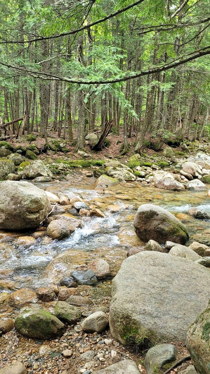 Nature's rock collection on display. Clear mountain water gently navigates a geological obstacle course, creating a soothing soundtrack for forest wanderers.