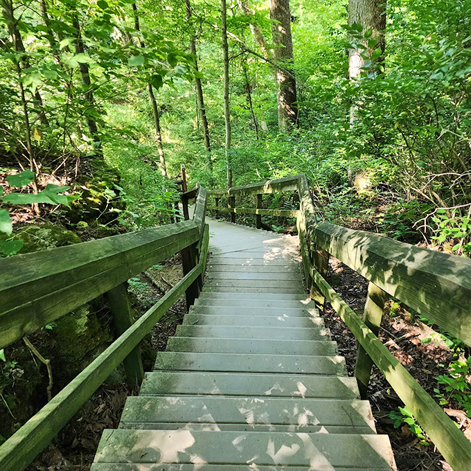 Stairway to heaven? Close enough! These wooden steps lead adventurers through layers of forest, each level revealing new natural wonders.