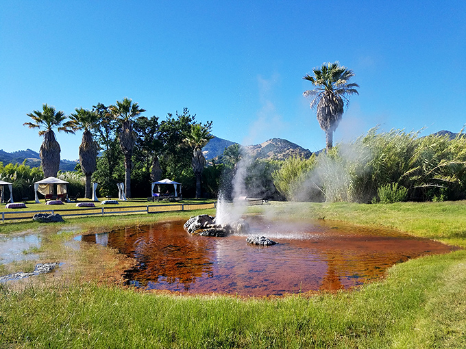 When the geyser erupts, it's as if the earth decided to throw an impromptu fountain party among the palm trees.