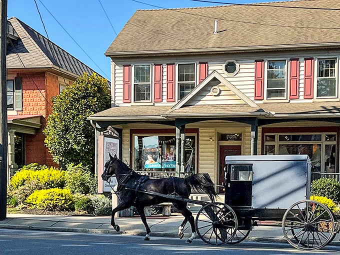 Amish buggies are the original eco-friendly transportation. This sleek black carriage passing storefronts offers a glimpse into a simpler, yet remarkably efficient way of life.