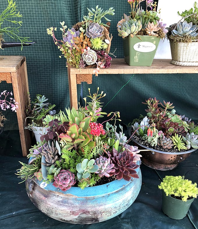 Succulent arrangements bloom in repurposed vintage containers. Who knew grandma's old colander could look so Instagram-worthy as a planter?