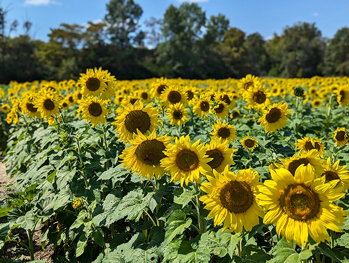 Nothing says summer quite like a sea of sunflowers turning their faces toward the sun in unison.
