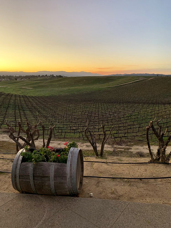 Golden hour magic transforms these dormant winter vines into a landscape worthy of a Renaissance painting&mdash;with wine barrel planters for good measure.