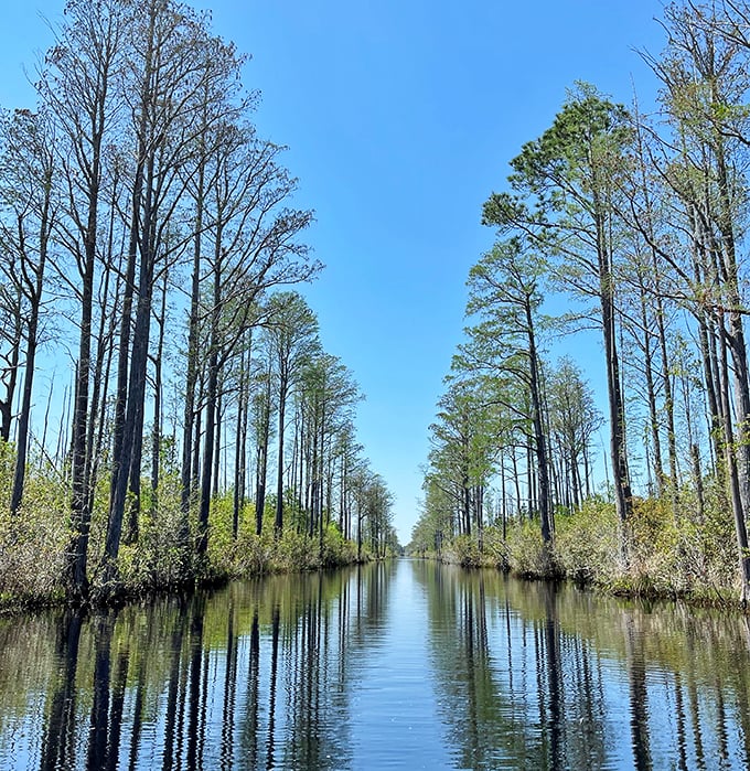 Nature's cathedral corridor&mdash;tall cypress sentinels line this watery path through the swamp, creating a symmetry that's almost supernatural.