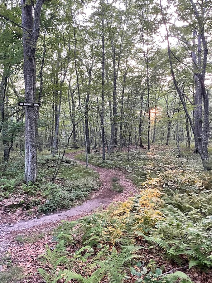 Ferns frame this winding path like nature's own interior decorators. Even the most dedicated couch potato would feel the urge to explore here.