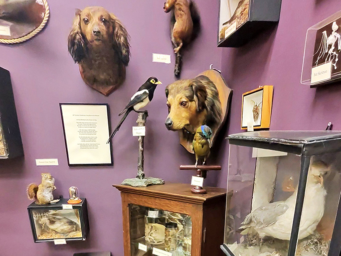 These taxidermied pups look perpetually surprised, possibly at finding themselves in such unusual company for all eternity.