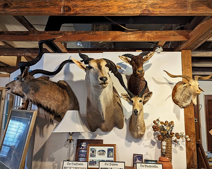 Trophy heads from long-ago hunts tell silent stories of North Carolina's sporting past. One man's taxidermy is another's conversation starter.
