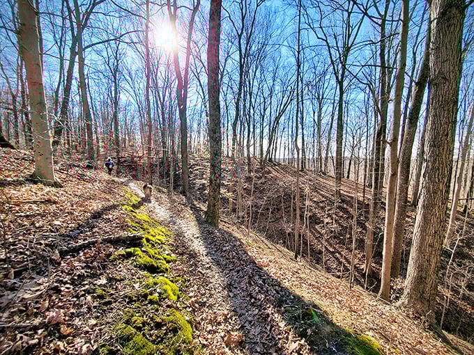 Winter strips the forest bare, revealing hidden contours and sun-dappled pathways that beckon the adventurous hiker.