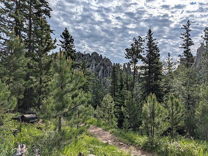 This trail through the pines promises adventure without the need for GPS, though your calves might send strongly worded complaints tomorrow.