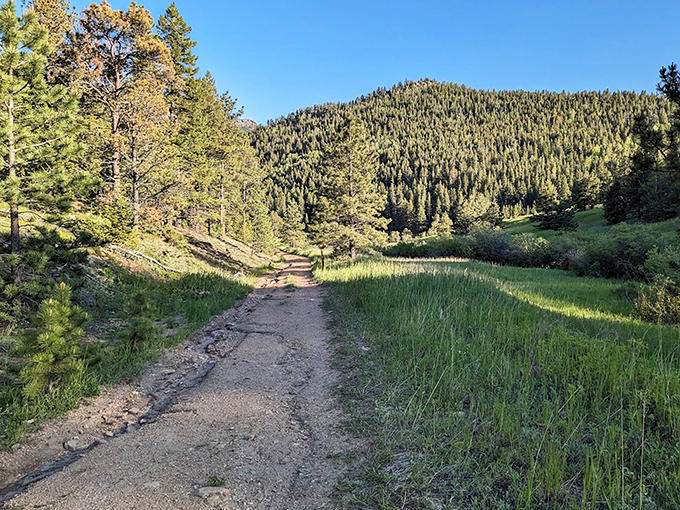 Morning magic where meadow meets mountain stream. Even the cattle seem to appreciate the view, though they're terrible at taking selfies.