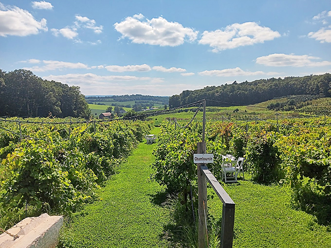 Walking between these verdant rows feels like stepping into a painting—one you can taste in every sip of Blue Ridge's handcrafted wines.