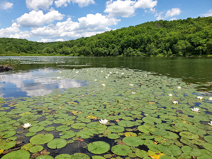Water lilies transform Prompton Lake into Monet's backyard. These floating gardens prove Pennsylvania can do impressionism just as well as France.